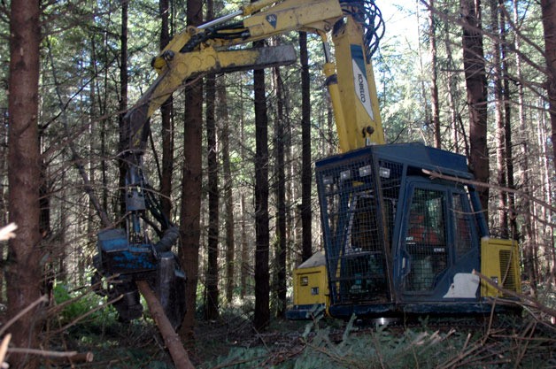 Tulalip Tribes groom stands of Douglas fir to foster healthier trees ...