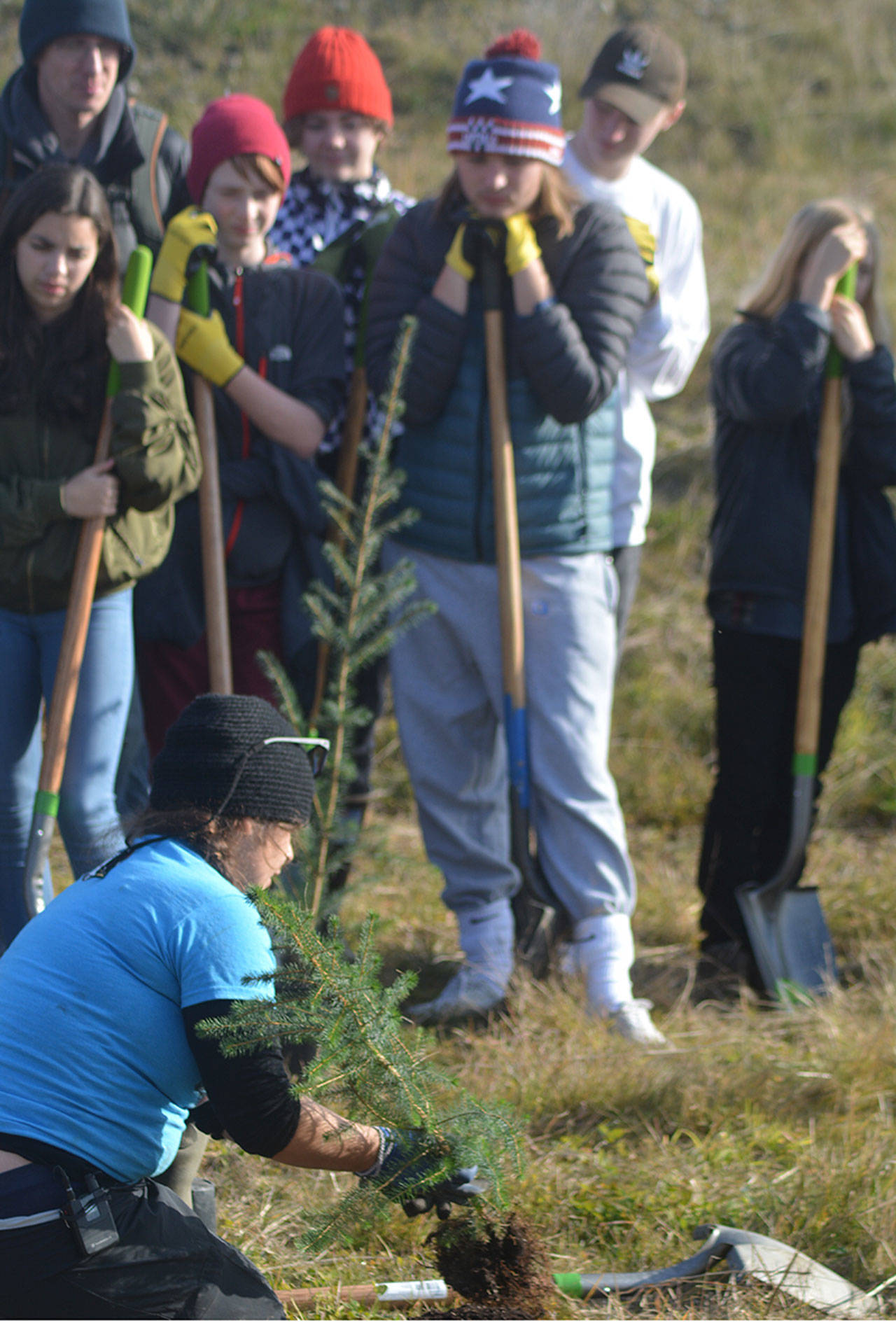 Volunteers plant trees at Marysville estuary | Marysville Globe